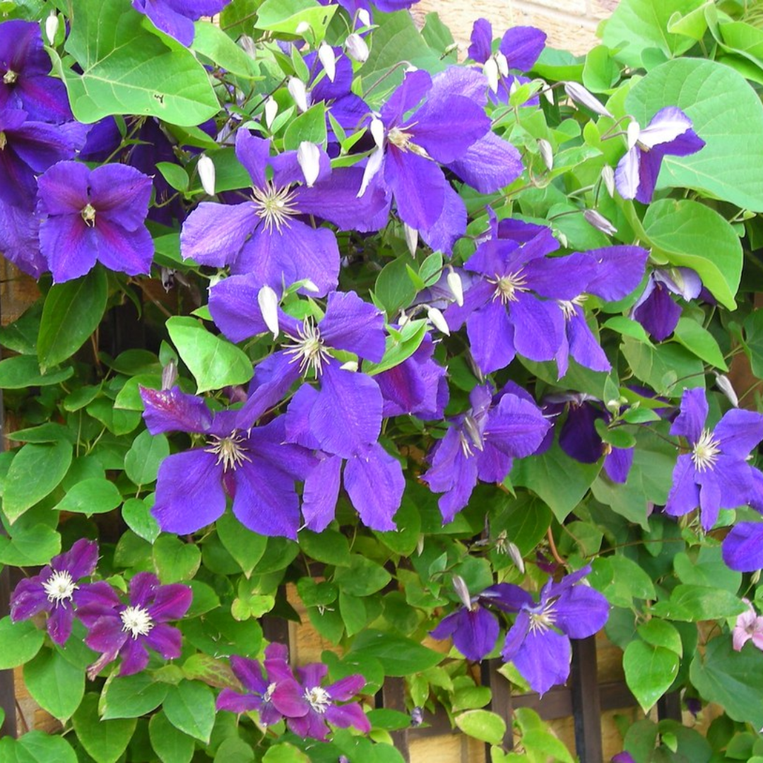 Clematis ‘Jackmanii' - Flowbo B.V,
