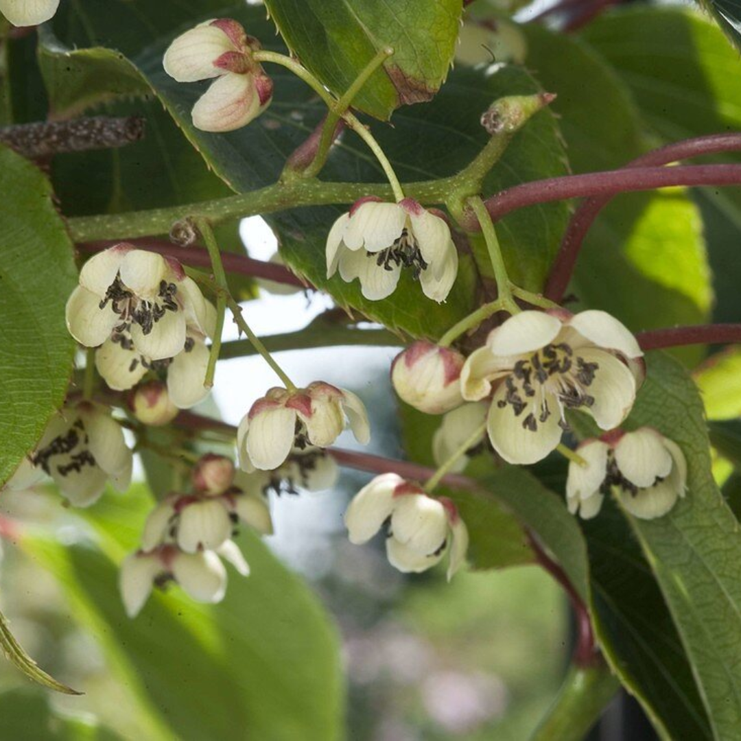 Actinidia arguta 'Issai' - Flowbo B.V,