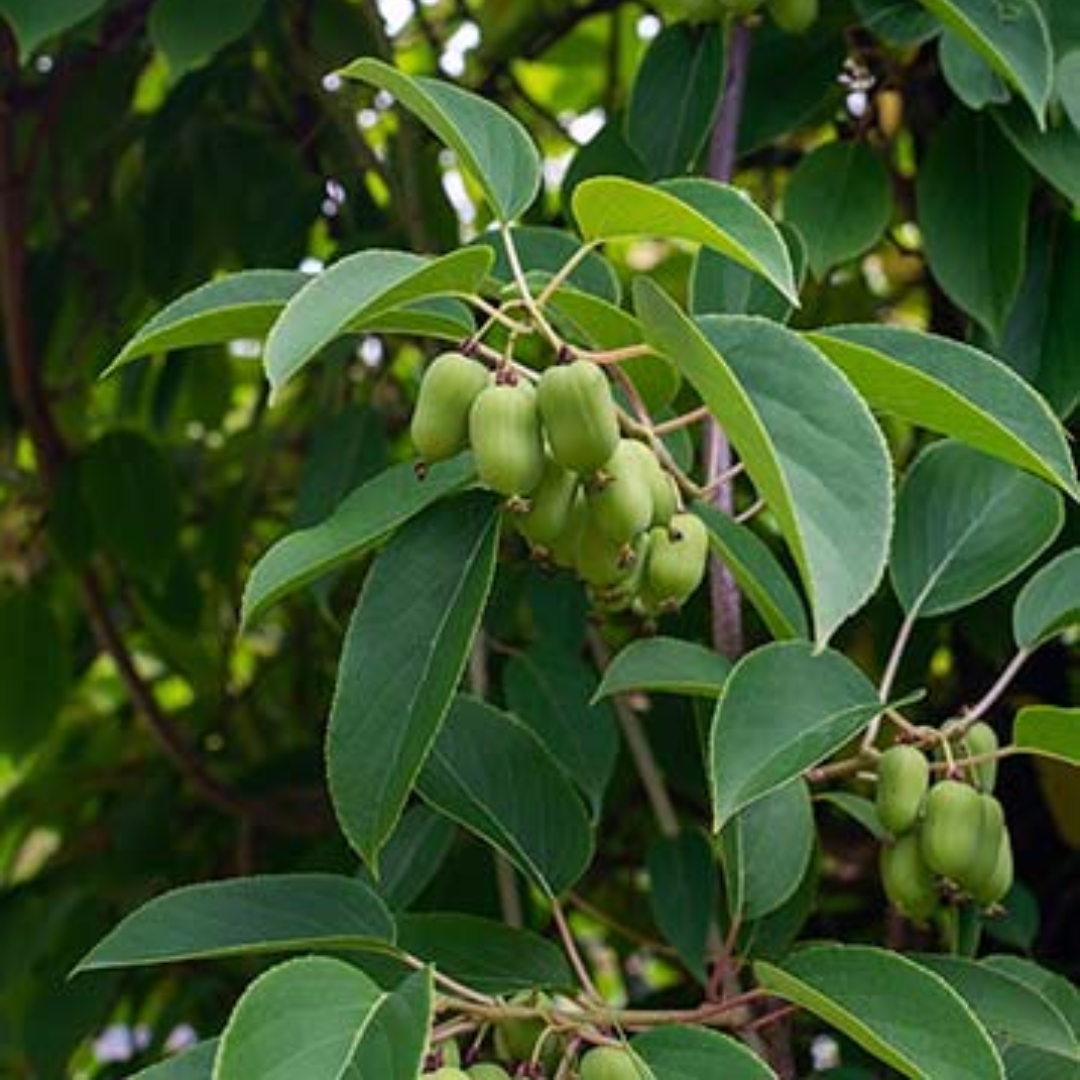 Actinidia arguta 'Issai' - Flowbo B.V,