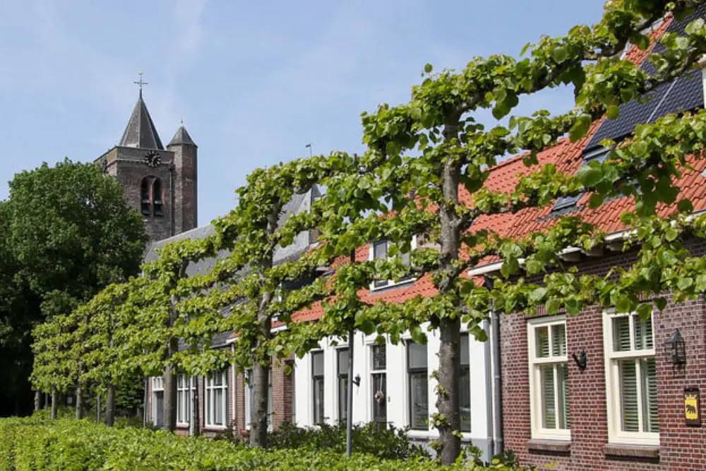 Waarom heeft mijn olijfboom gele blaadjes? - Flowbo B.V,