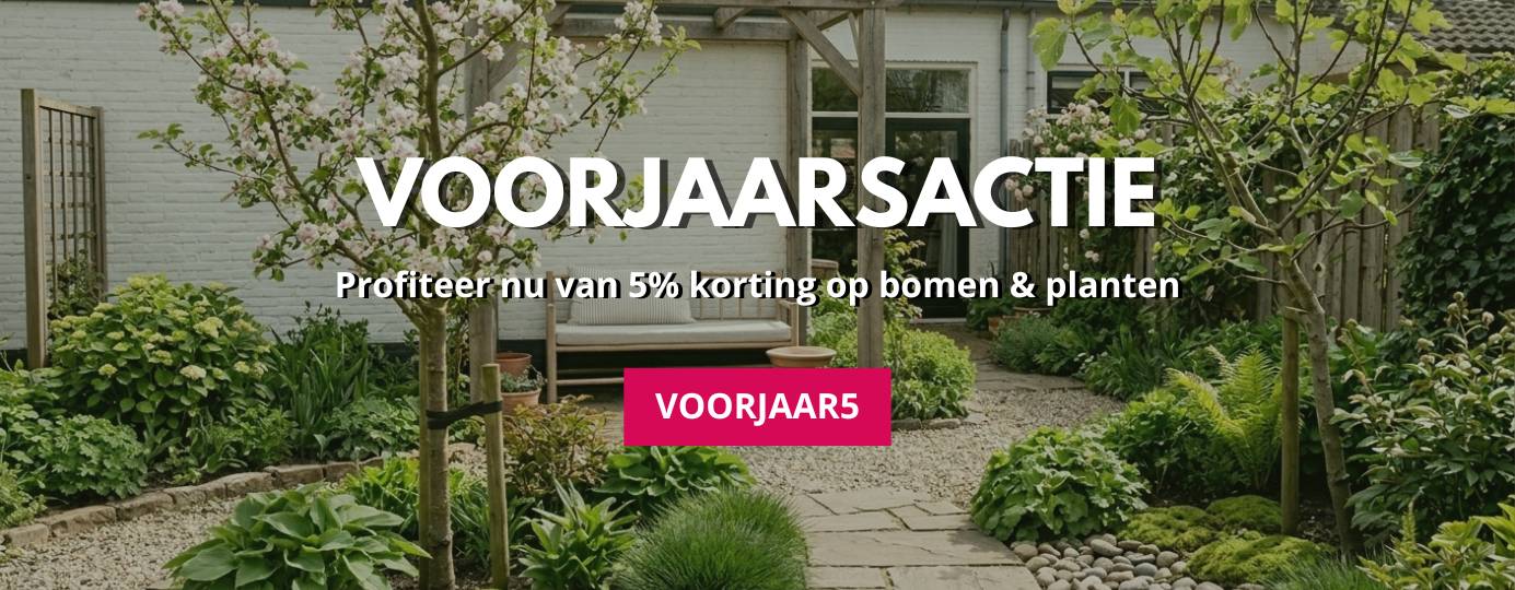 Waarom heeft mijn olijfboom gele blaadjes? - Flowbo B.V.