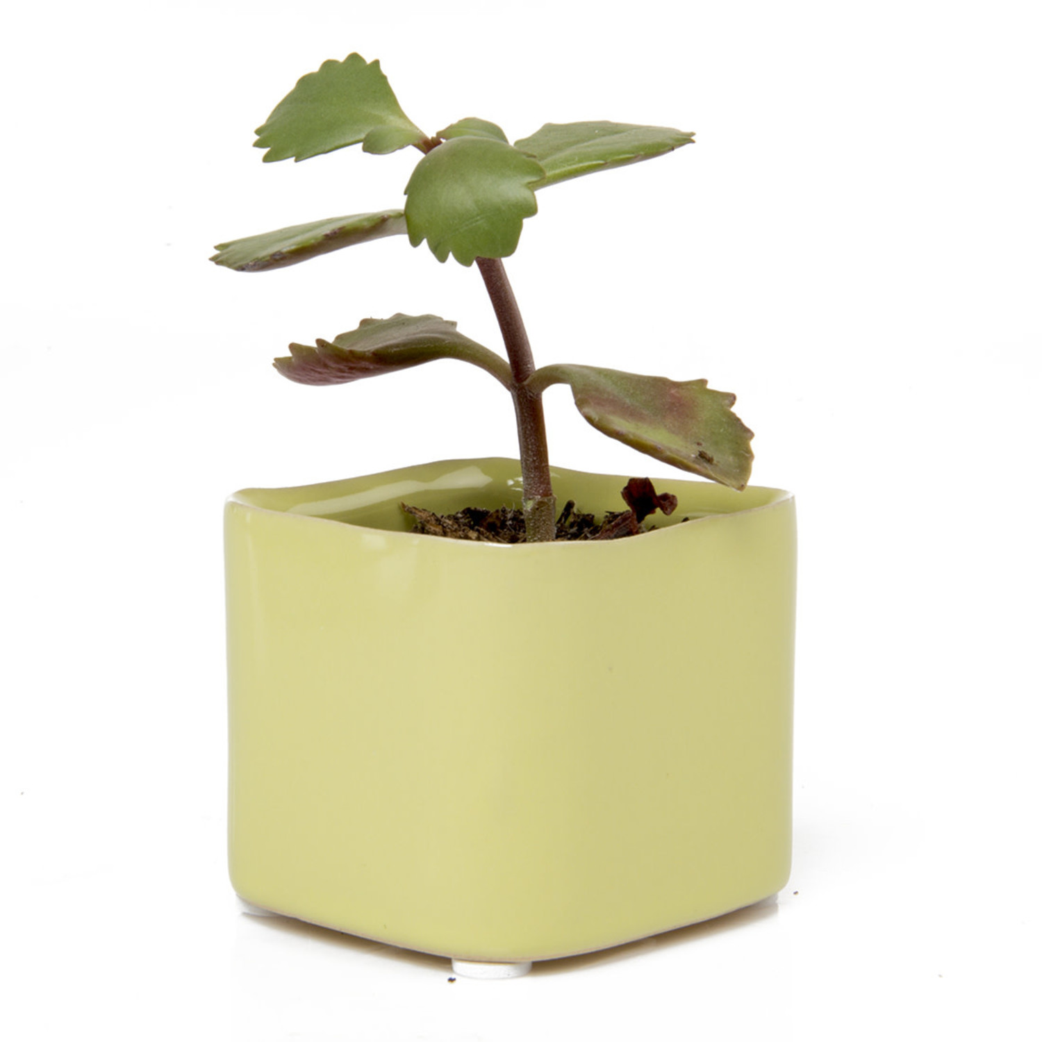Small Square Pot - Seasons Green