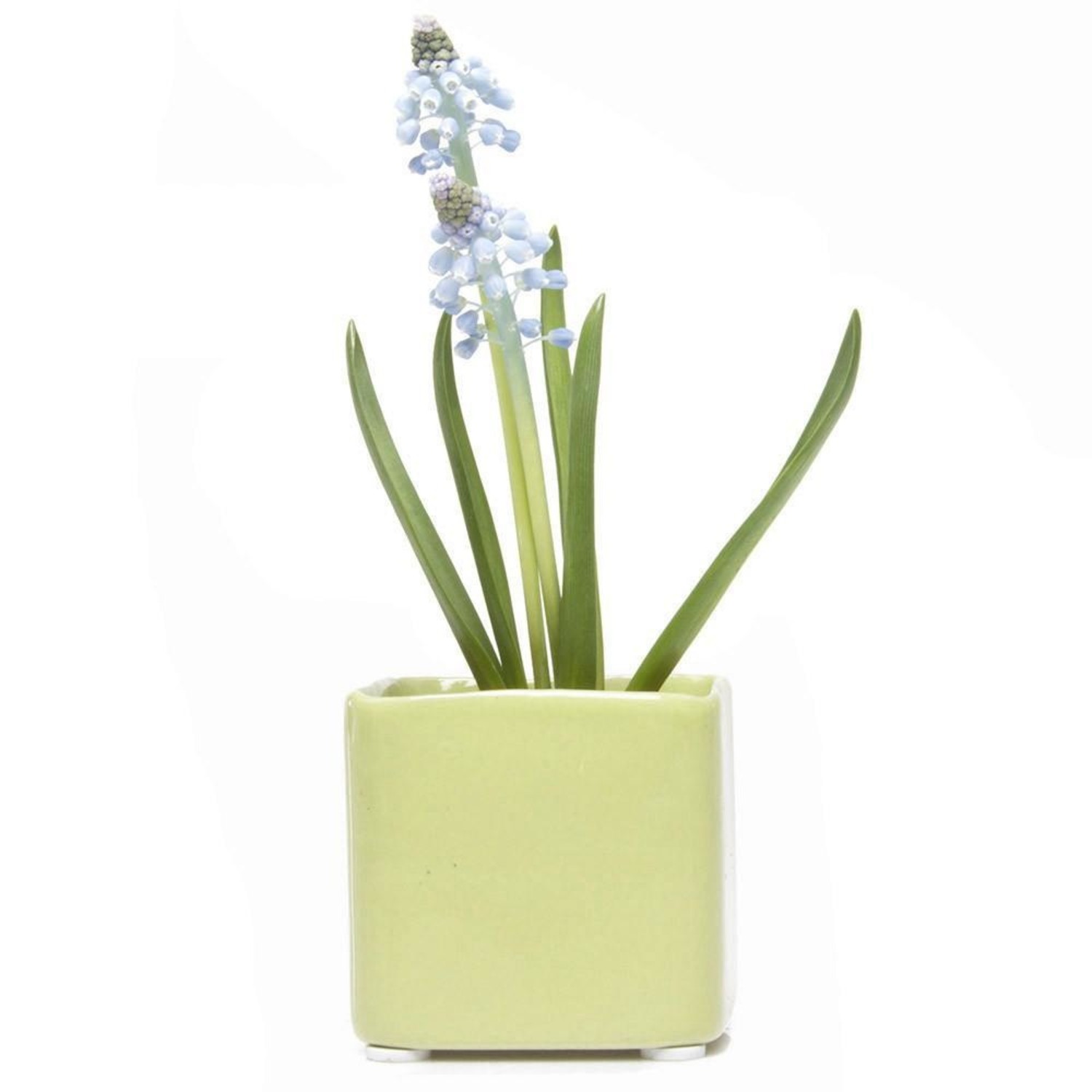 Small Square Pot - Seasons Green