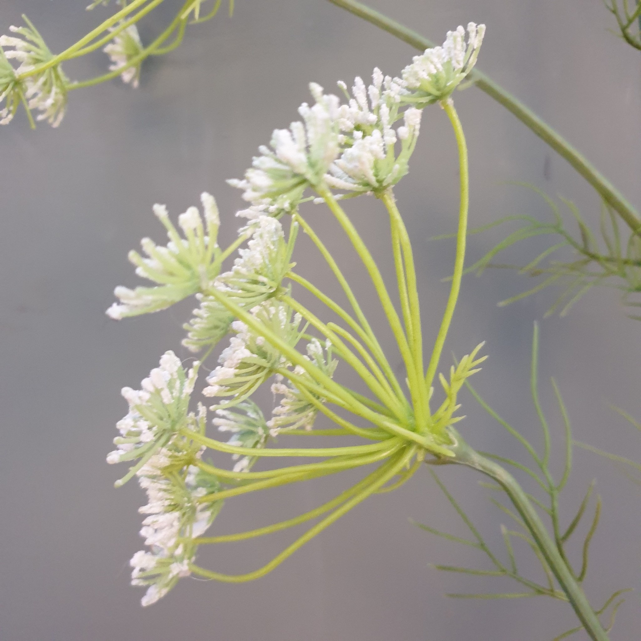 NT!!! -J589 - dancus carota dille 120cm white - Woonwinkel Pommelientje