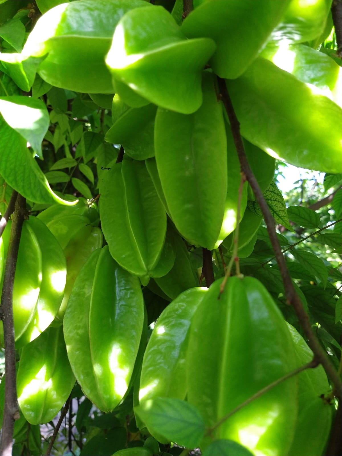 Carambola - asianfoodfactory