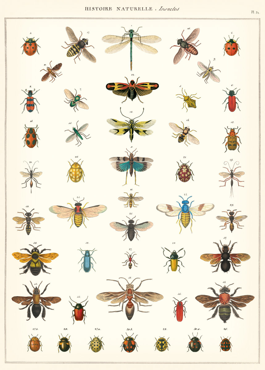 Poster «Insects» - yamatuti.ch