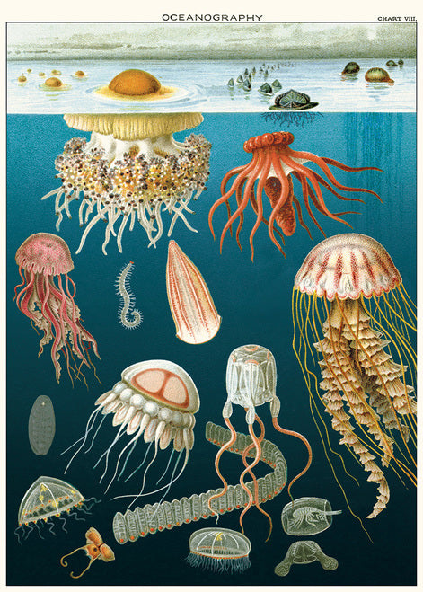 Poster Jellyfish Oceanography - yamatuti.ch