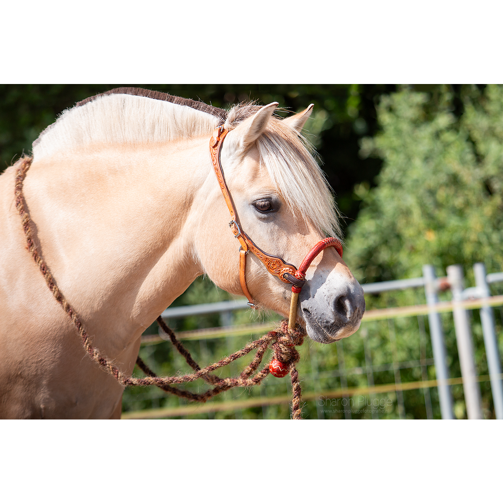 Chara bosal rawhide - Becidor