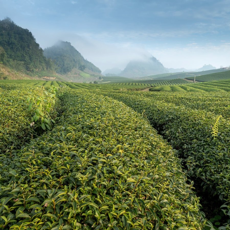 De grootste selectie thee - the art of tea.