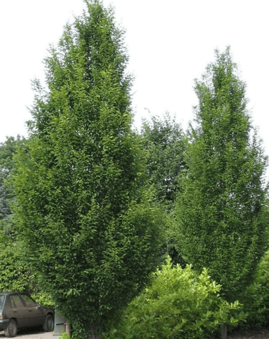 Young Columnar Hornbeam | Carpinus betulus 'Fastigiata' - Amitis ...