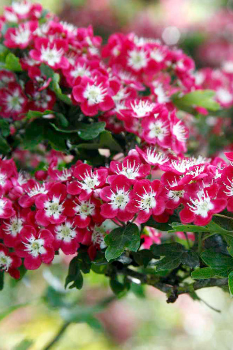 Young English Hawthorn | Crataegus laevigata 'Crimson Cloud' - Amitis ...