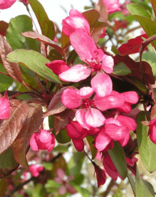Young Ornamental Apple Tree | Malus 'Indian Magic' - Amitis | Living Nature