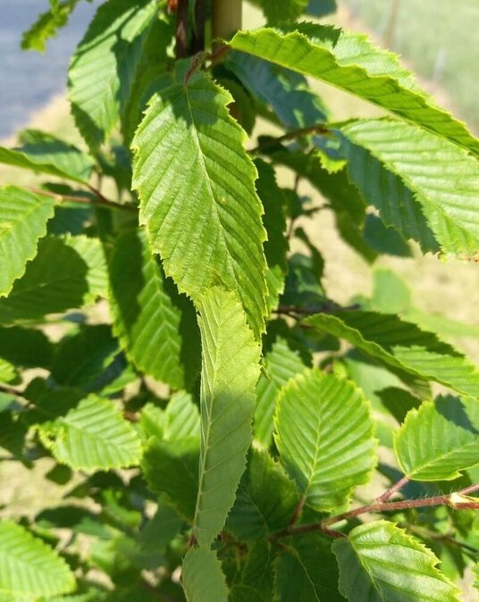 Young Columnar Hornbeam | Carpinus betulus 'Fastigiata' - Amitis ...