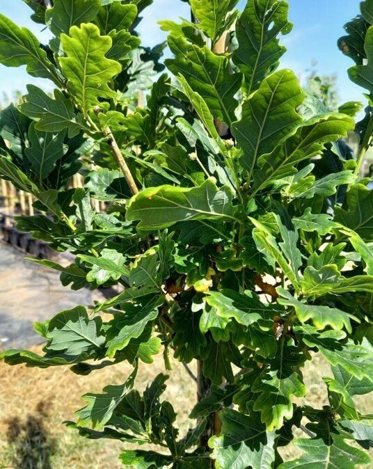 Young Columnar Oak Tree | Quercus robur 'Fastigiate Koster' - Amitis ...
