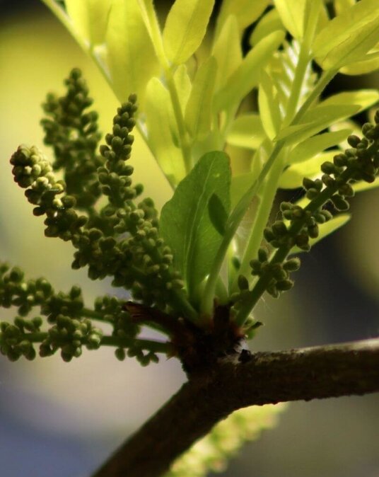 Young Yellow Honey locust shrub | Gleditsia triacanthos 'Sunburst ...