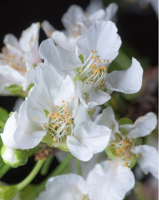 Young Columnar Peach Tree | Prunus persica 'Terute-Shiro' - Amitis ...