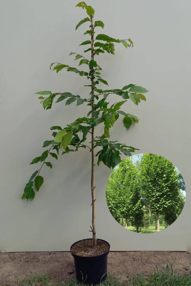 Jonge Zuilvormige Haagbeuk | Carpinus betulus 'Frans Fontaine'
