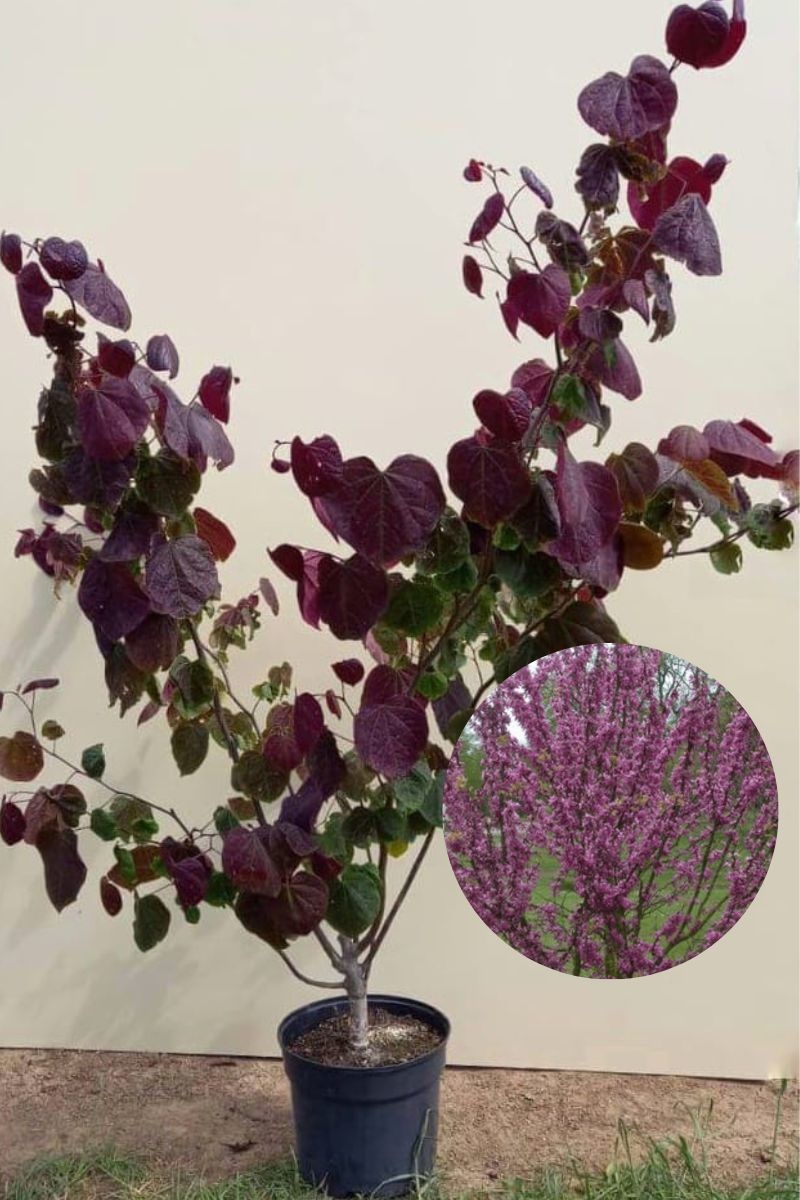 Junge Rotblättrige Judasbaum | Cercis canadensis 'Forest Pansy ...