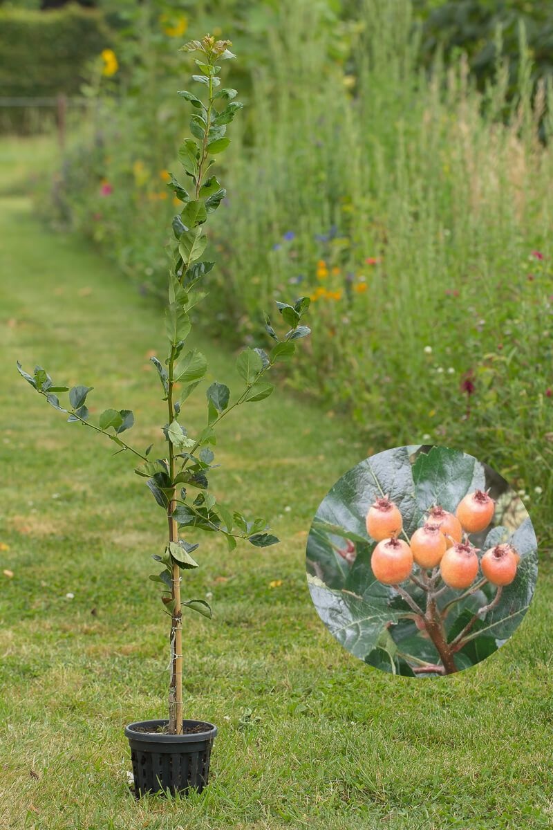 Young Plum-Leaved Hawthorn | Crataegus persimilis 'Splendens' - Amitis ...