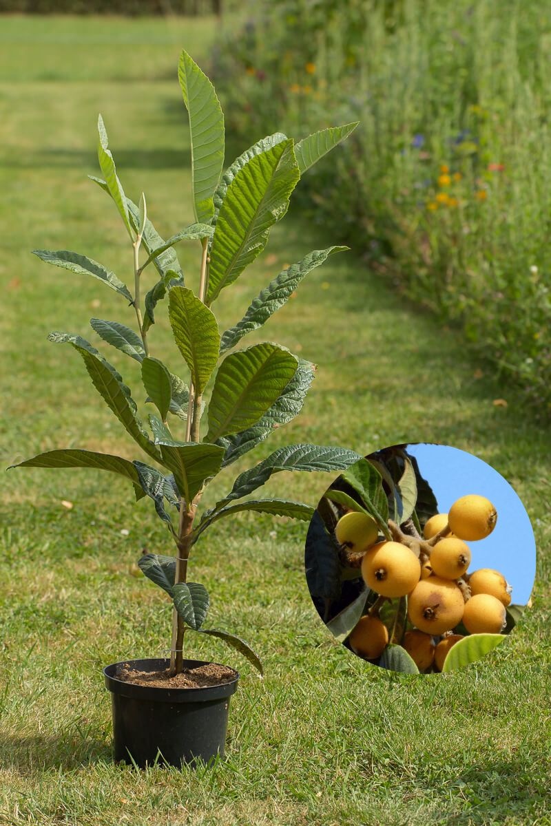 Young Japanese Medlar | Eriobotrya japonica - Amitis | Living Nature
