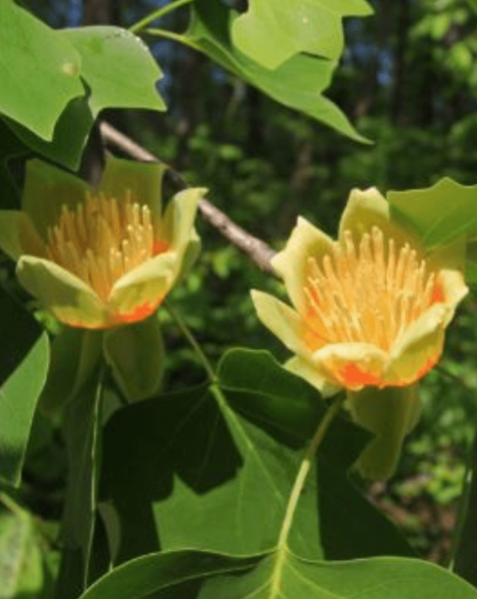 Young Columnar Tulip Tree | Liriodendron tulipifera 'Fastigiatum ...