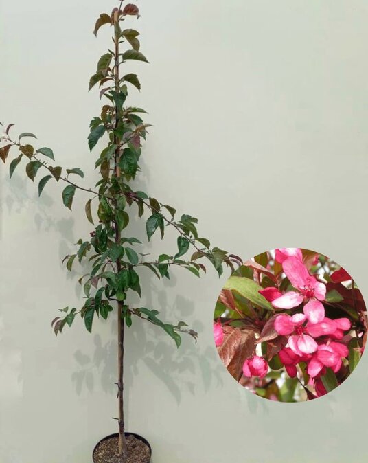 Junger Zierapfelbaum | Malus 'Indian Magic' - Amitis | Living Nature