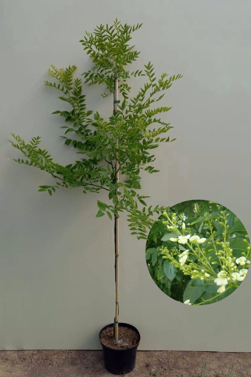 Young Honey Locust | Styphnolobium japonicum 'Regent' - Amitis | Living ...