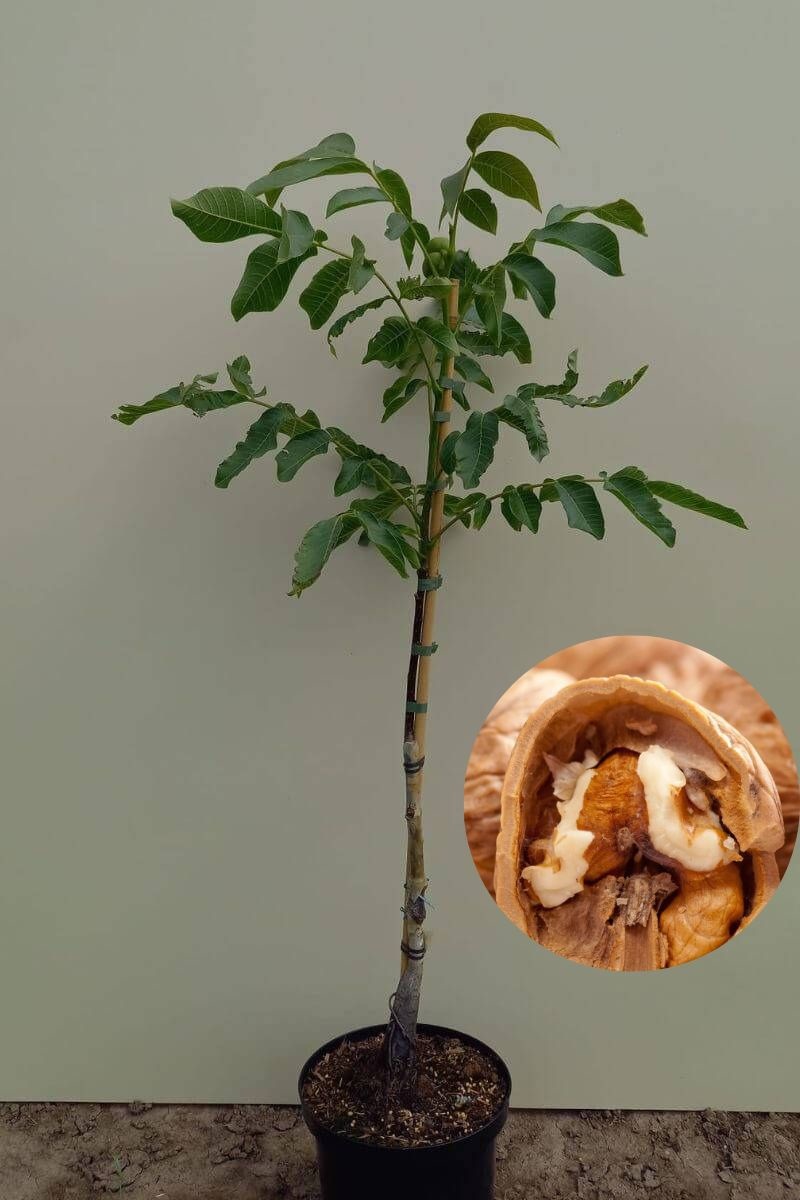 Jonge Walnotenboom | Juglans regia 'Broadview'