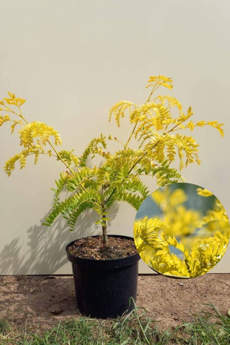 Young Yellow Honey locust shrub | Gleditsia triacanthos 'Sunburst ...