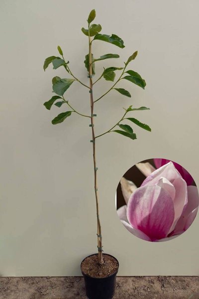 Magnolia boom kopen | Amitis