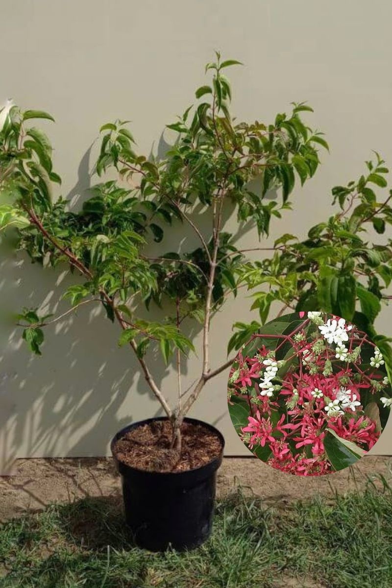 Young Seven-Son Flower shrub | Heptacodium miconioides - Amitis ...