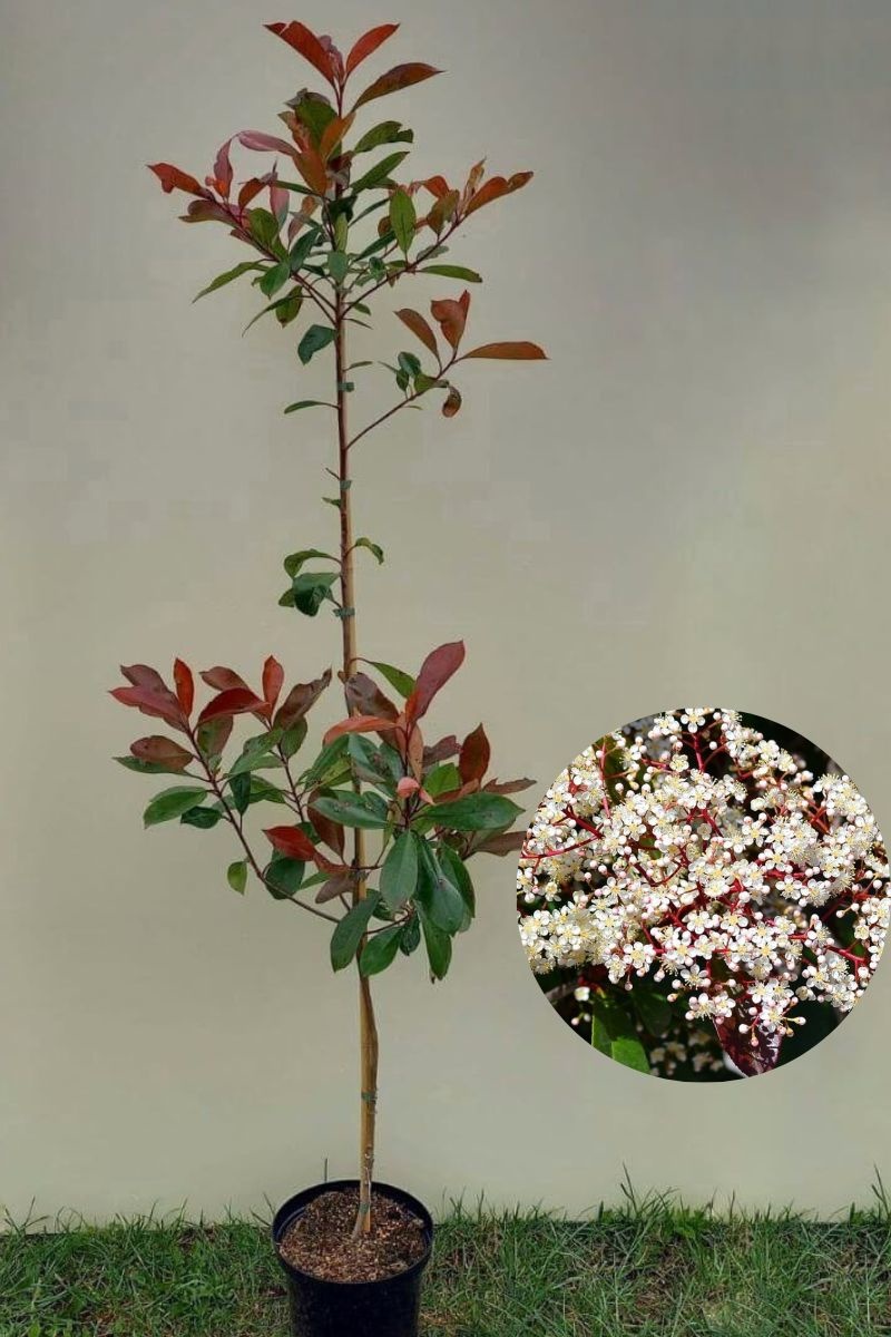 Young Photinia | Photinia fraseri 'Red Robin'