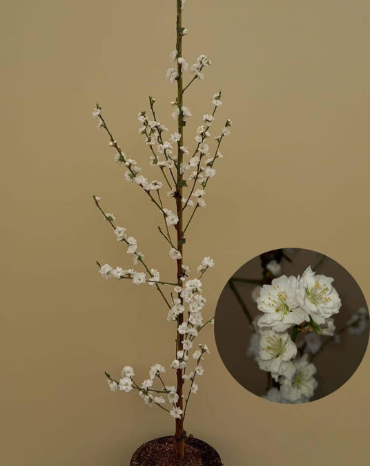 Young Columnar Peach Tree | Prunus persica 'Terute-Shiro' - Amitis ...