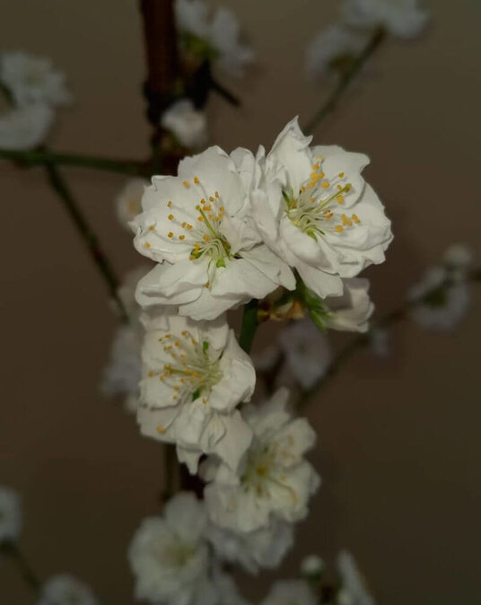 Young Columnar Peach Tree | Prunus persica 'Terute-Shiro' - Amitis ...