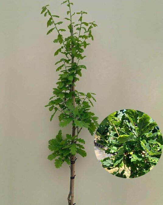Young Columnar Oak Tree | Quercus robur 'Fastigiate Koster' - Amitis ...