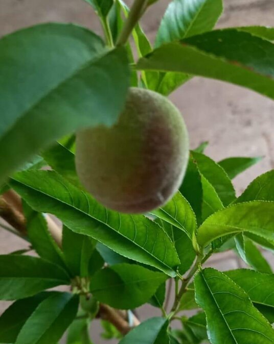 Young Columnar Peach Tree | Prunus persica 'Terute-Shiro' - Amitis ...