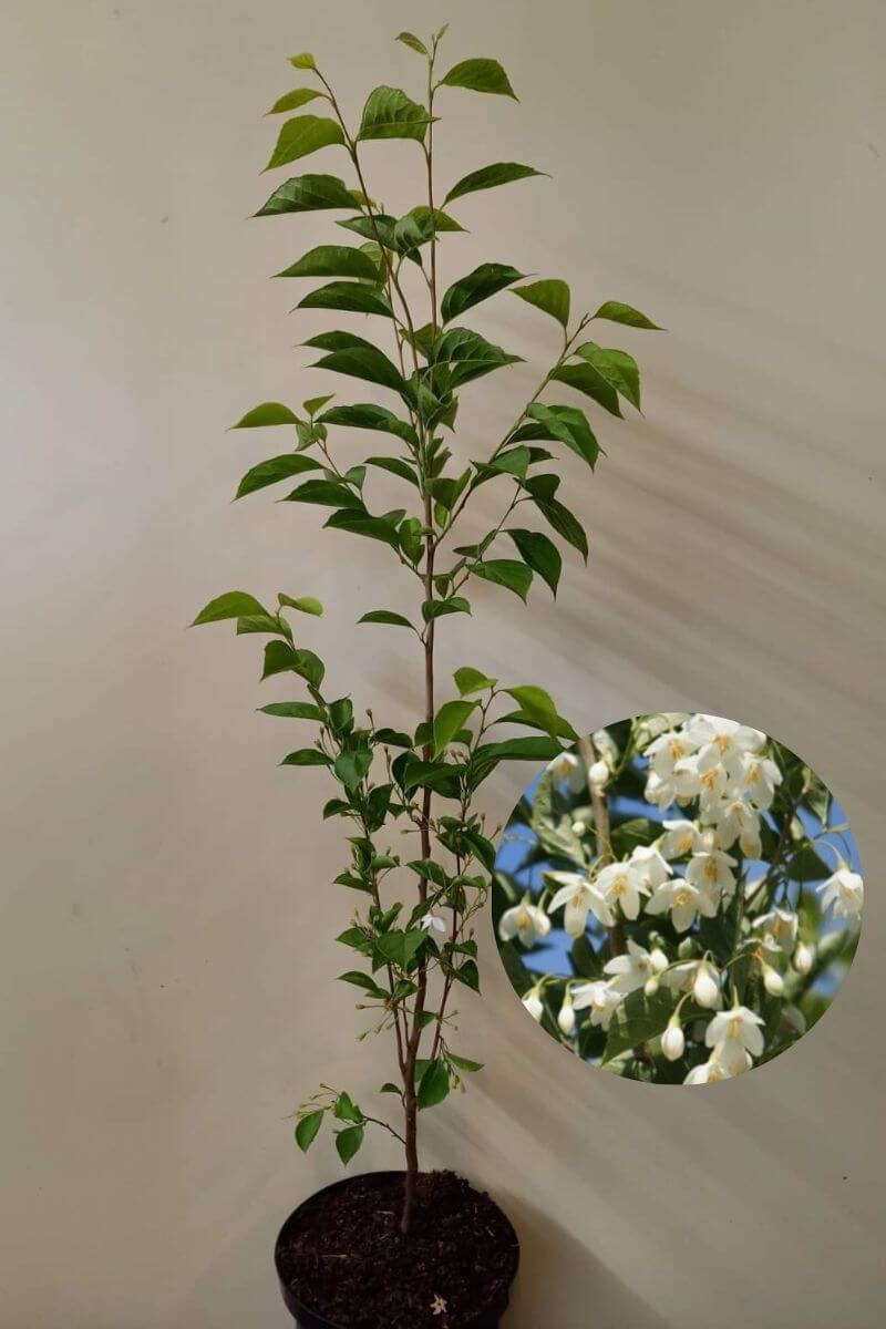 Young Japanese Snowbell | Styrax japonicus 'June Snow' - Amitis ...
