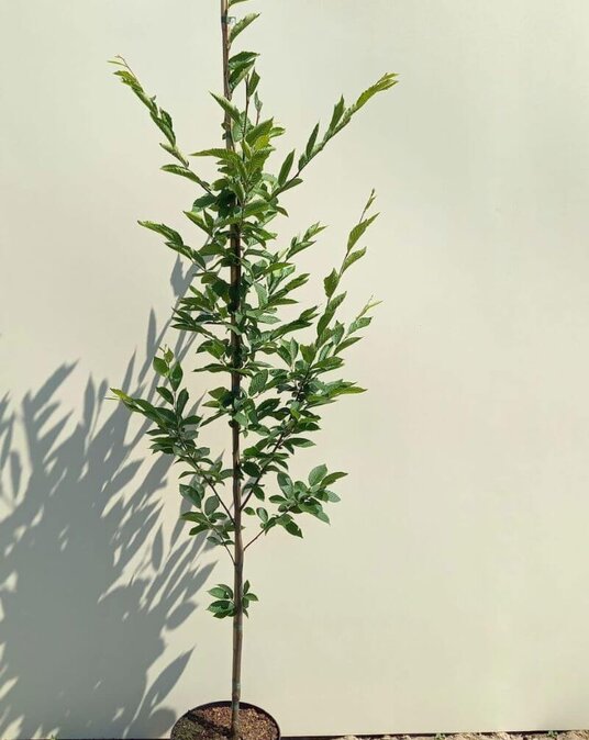 Young Columnar Hornbeam | Carpinus betulus 'Fastigiata' - Amitis ...