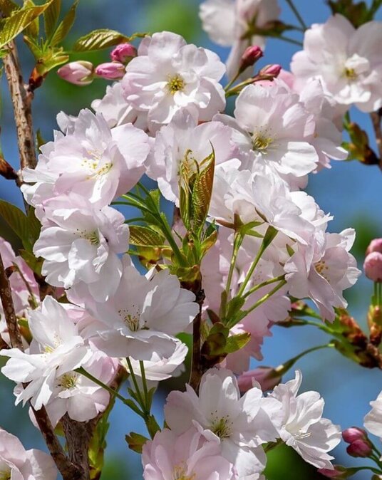 Young Columnar Japanese Flowering Cherry Tree | Prunus serrulata ...