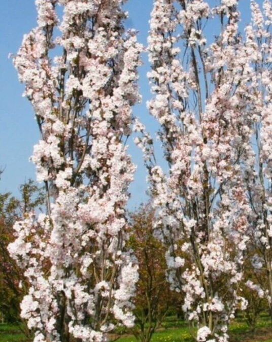 Young Columnar Japanese Flowering Cherry Tree | Prunus serrulata ...