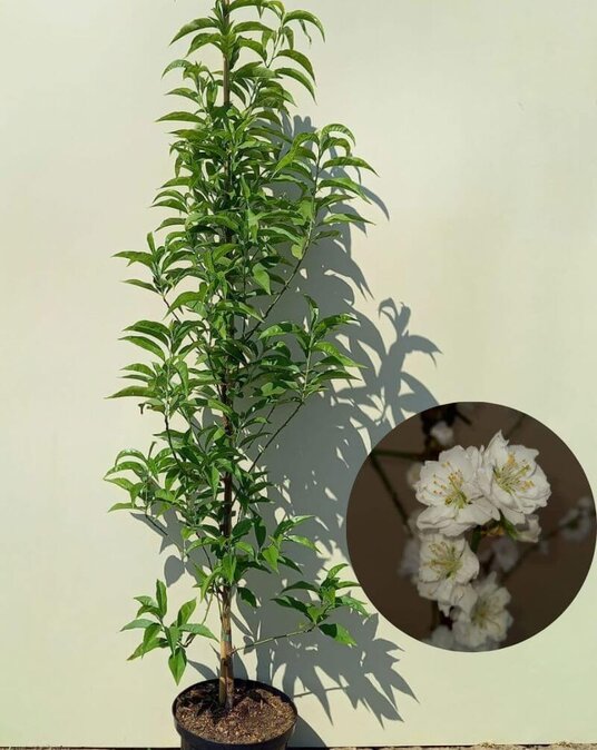 Young Columnar Peach Tree | Prunus persica 'Terute-Shiro' - Amitis ...