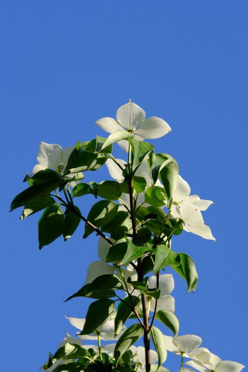 Junge Säulenförmige Hartriegel | Cornus kousa 'Flower Tower' - Amitis ...