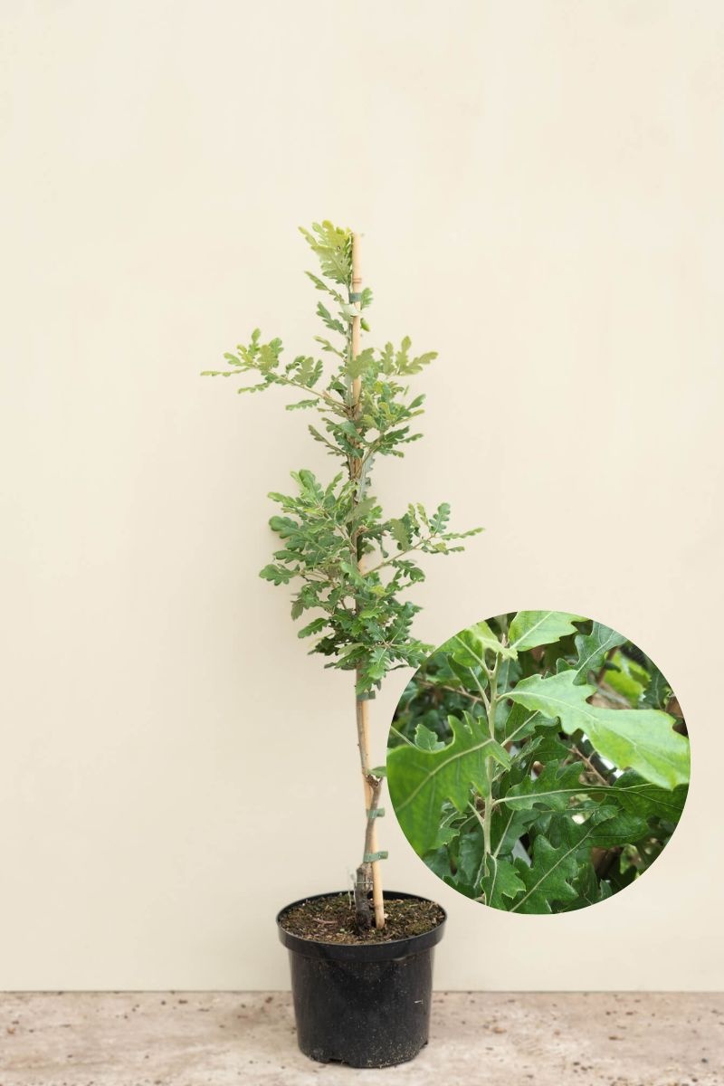 Jonge Spaanse Eik Quercus Hispanica Diversifolia