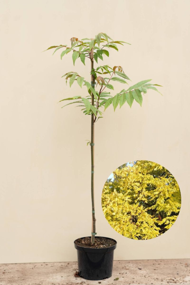 Young Chinese Tone | Toona sinensis