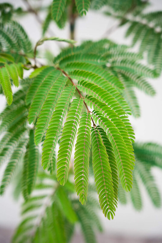 Young Persian Sleeping Tree | Albizia julibrissin 'Tropical Dream'