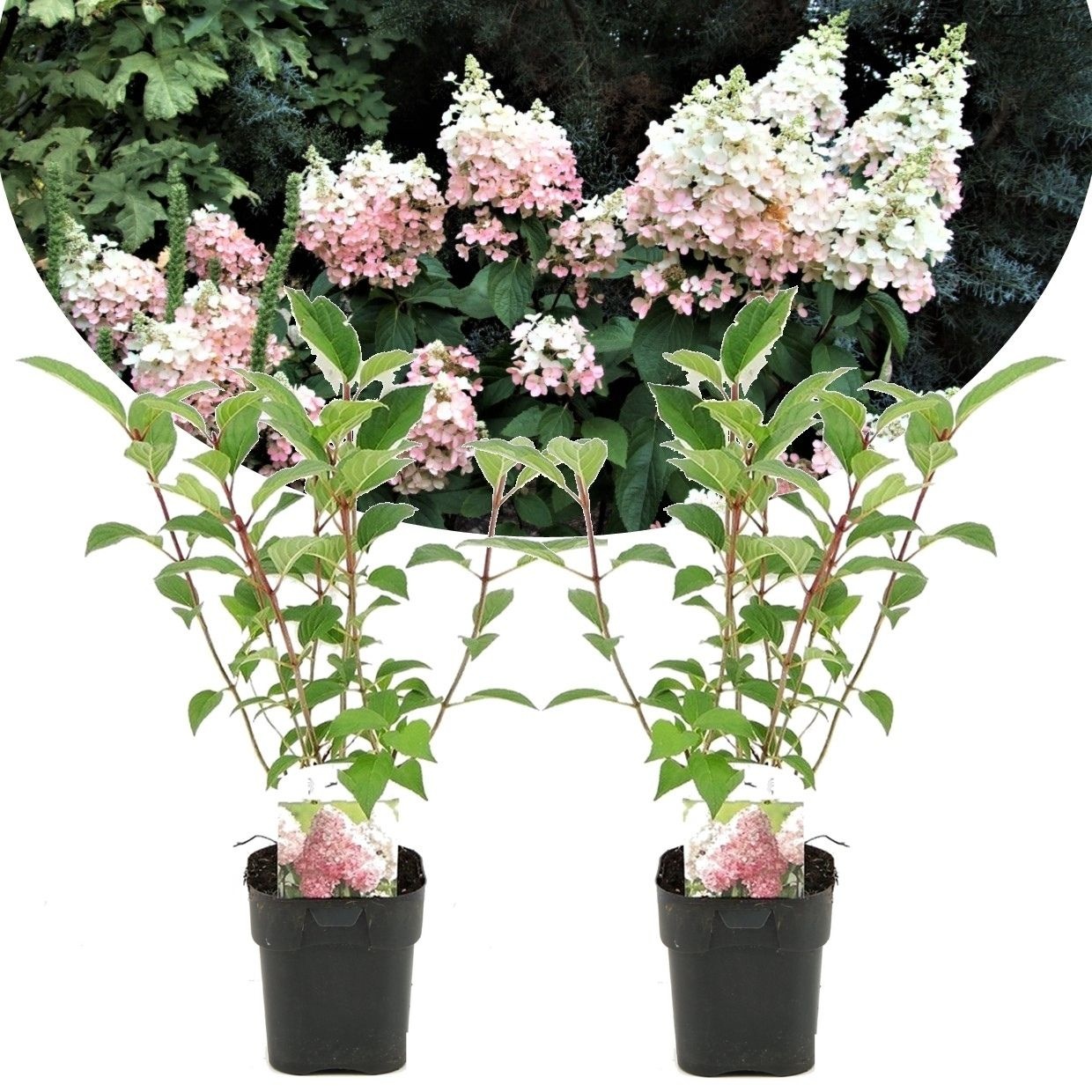 Hydrangea paniculata 'Pink Diamond' - Zestaw 2 hortensji - Doniczka ...