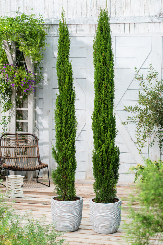 Cupressus sempervirens - Set of 2 - Cypress - ø19cm - Height 70-80cm ...