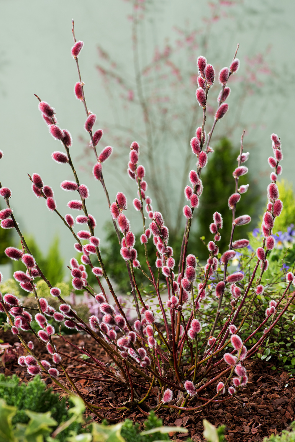 Salix Mount Aso Gracilistyla - Set of 2 - Bush - ⌀17 cm - Height: 40-50 ...