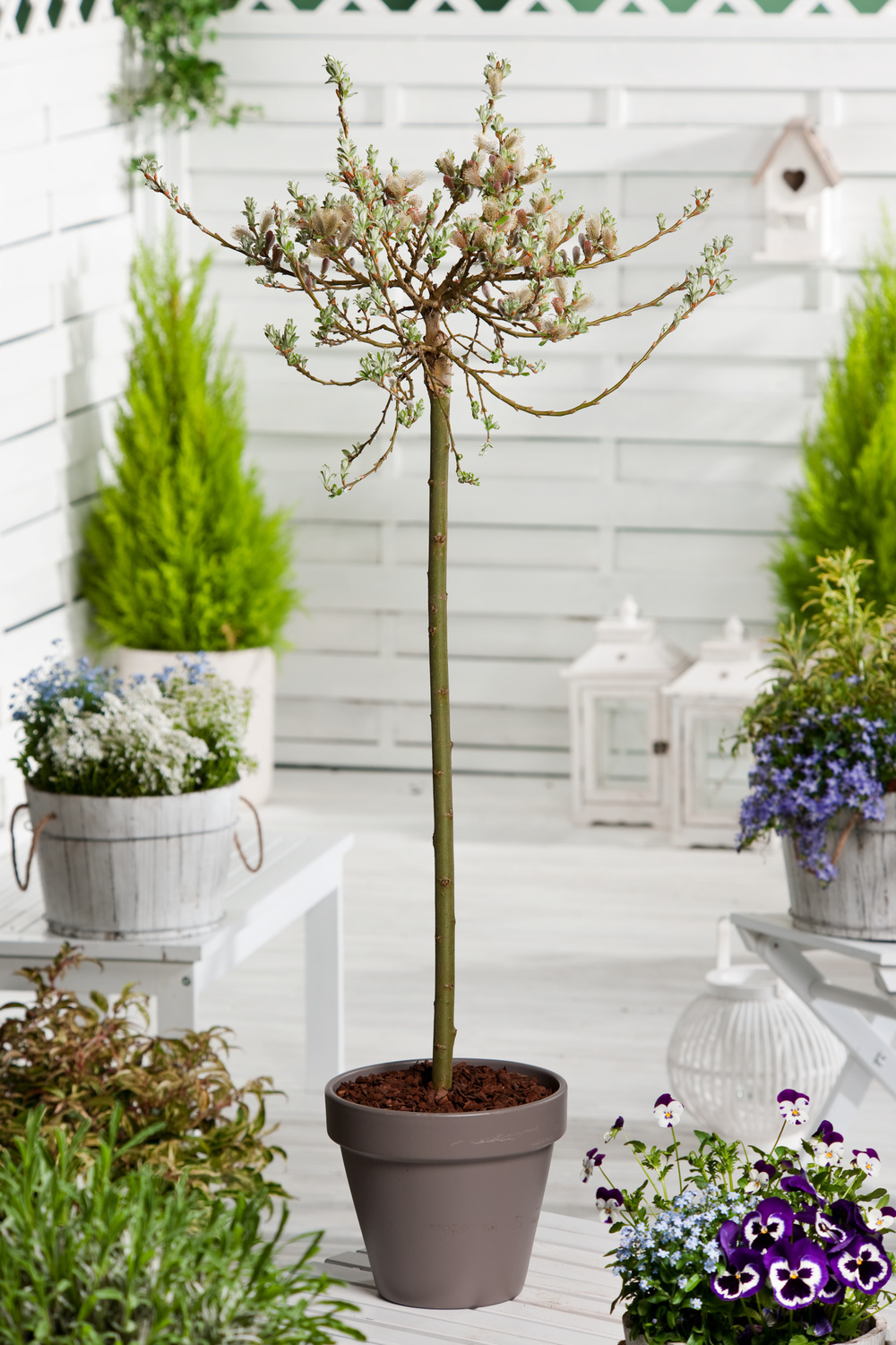 Salix Helvetica - Dwarf willow - Tree - ⌀19 cm - Height 80-90 cm ...