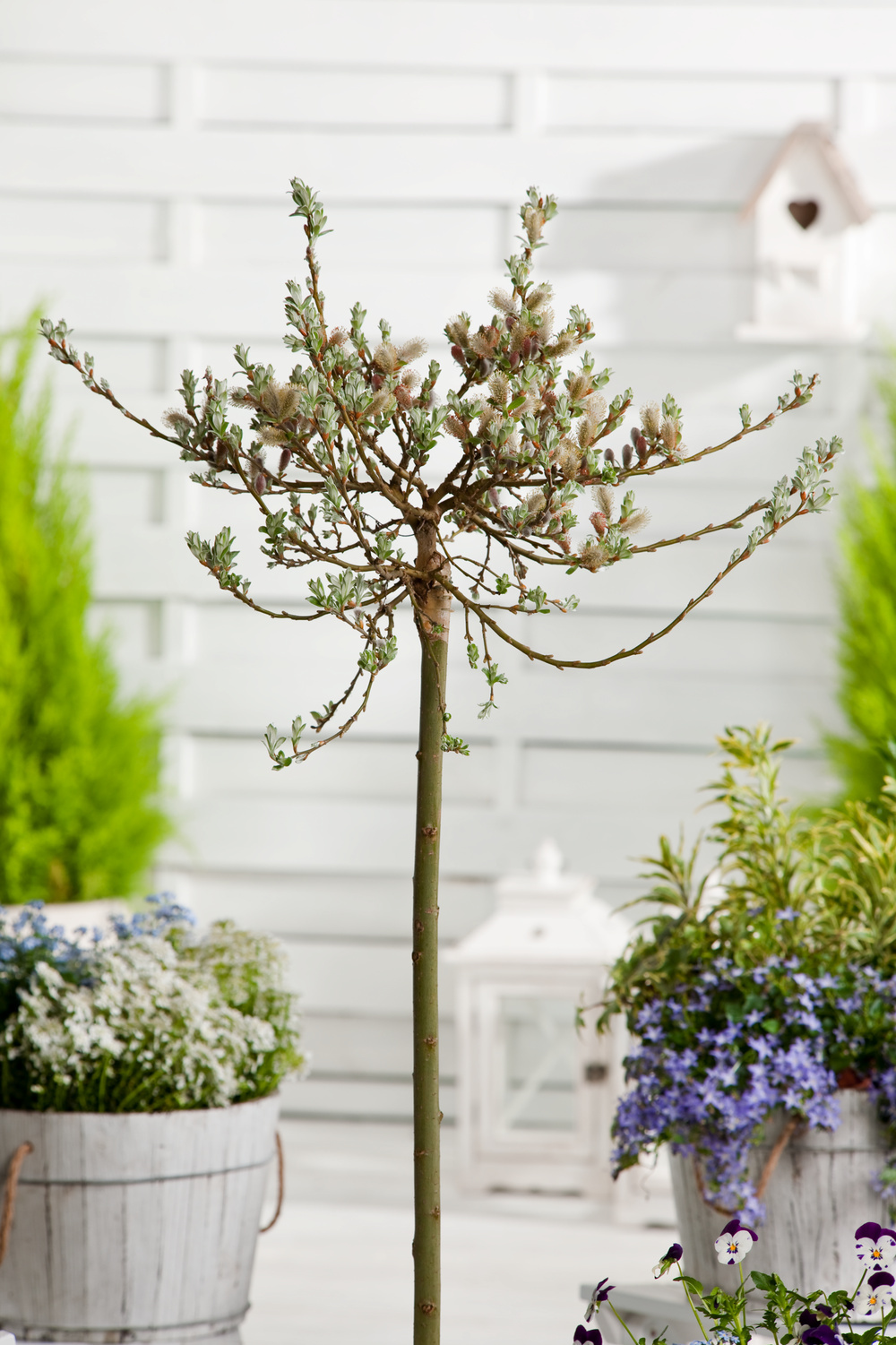 Salix Helvetica - Dwarf willow - Tree - ⌀19 cm - Height 80-90 cm ...